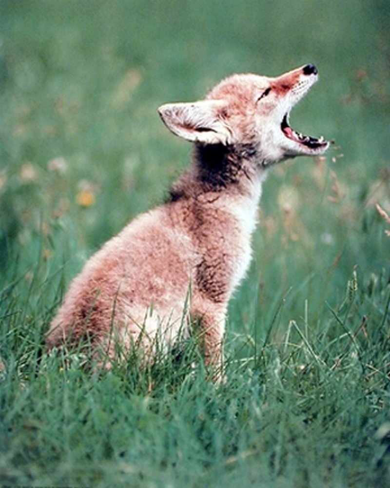 Baby Coyote Howling