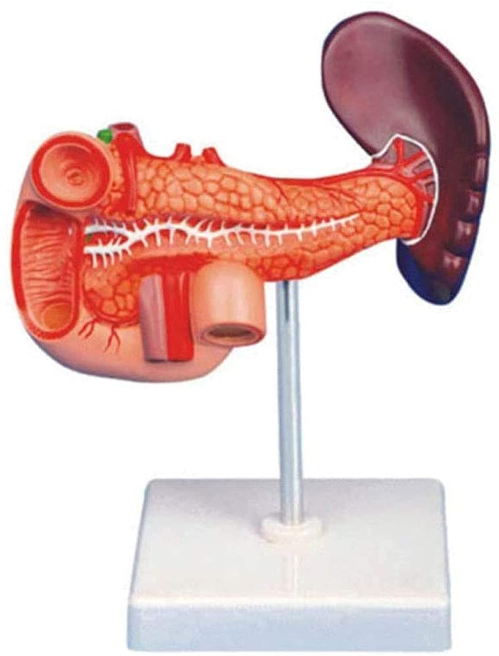 Buy Study Model Educational Model Hepatopancreas Model 1: 1 Pancreas ...