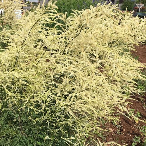 Votaniki Aruncus Dioicus 'Kneiffii' — Dwarf Goat’s Beard Plant in 3 ...