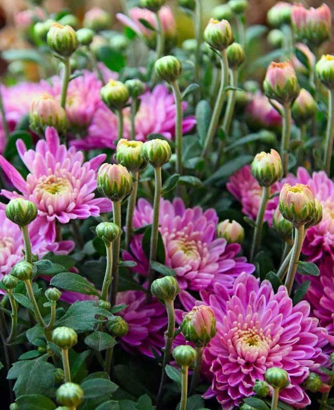 Blue Chandramallika/Chrysanthemum Flower Live Plant, Healthy Grafted ...