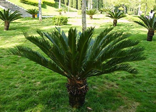 Amazon.com : 10 pieces/bag ,Cycads seeds, Cycas revoluta,potted balcony ...