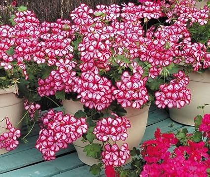 Amazon.com : 50 Princess Geranium Seeds - My Secret Gardens : Patio ...