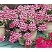 Amazon.com : 50 Princess Geranium Seeds - My Secret Gardens : Patio ...
