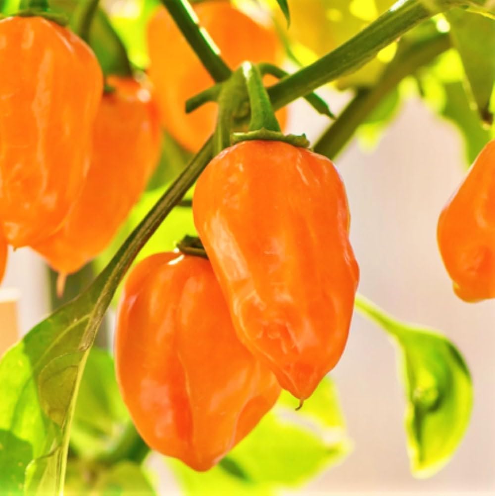 Amazon.com: TomorrowSeeds - Orange Habanero Pepper Seeds - 150+ Count ...
