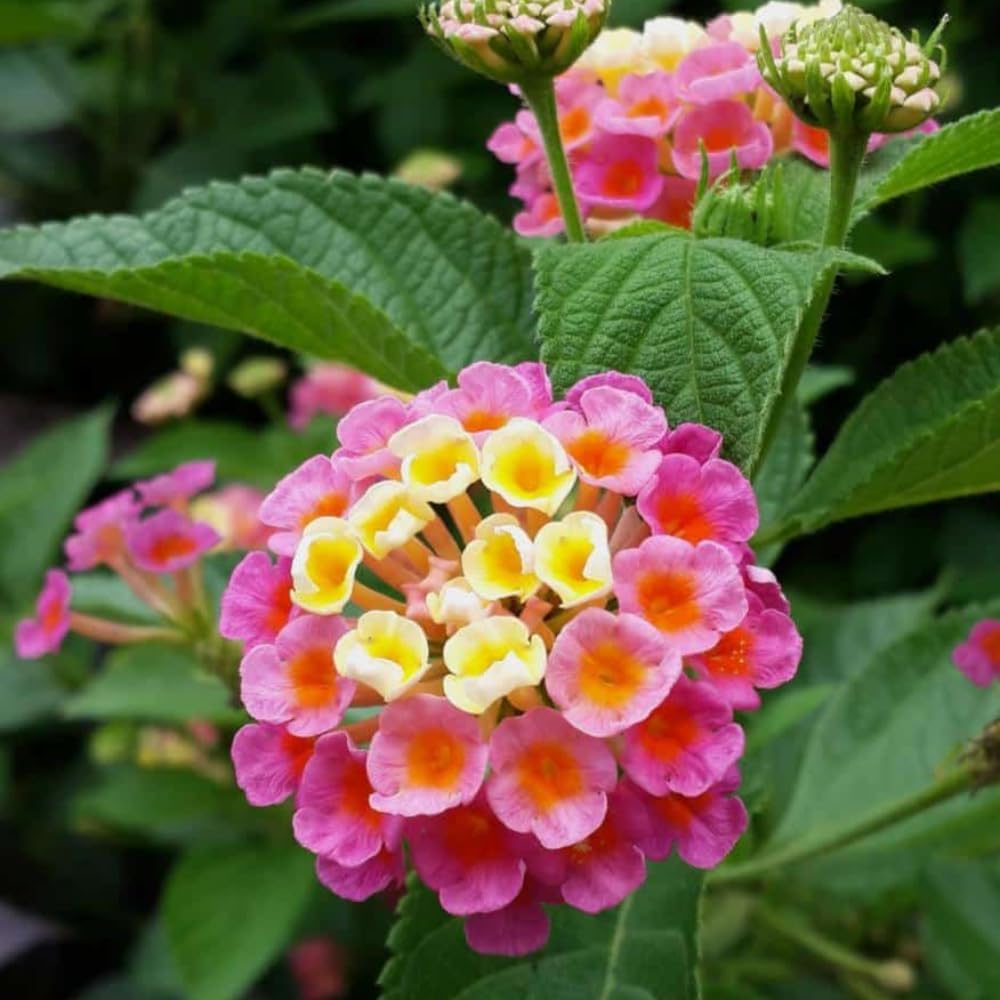 Amazon.com : Combo 4 Trailing Lantana Plants Live for Gardening, 6-9 ...
