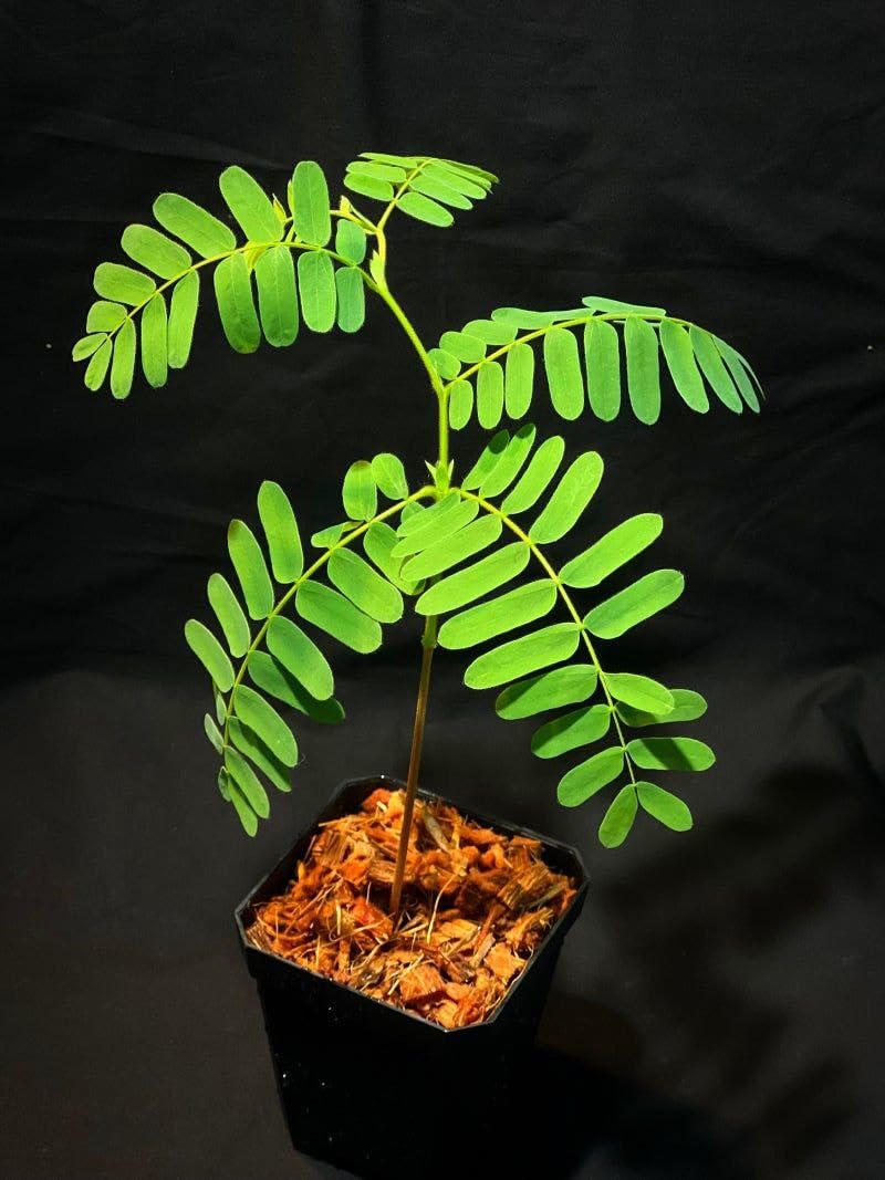 Sweet Tamarind (Imli) Live Plant | Tamarindus indica | Tropical Fruit ...