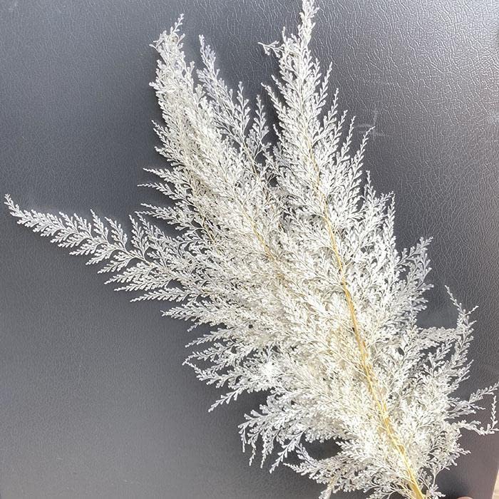 Amazon.com: Bleached Fern Leaves 10 Stems| Lace fern | Snow Fern ...