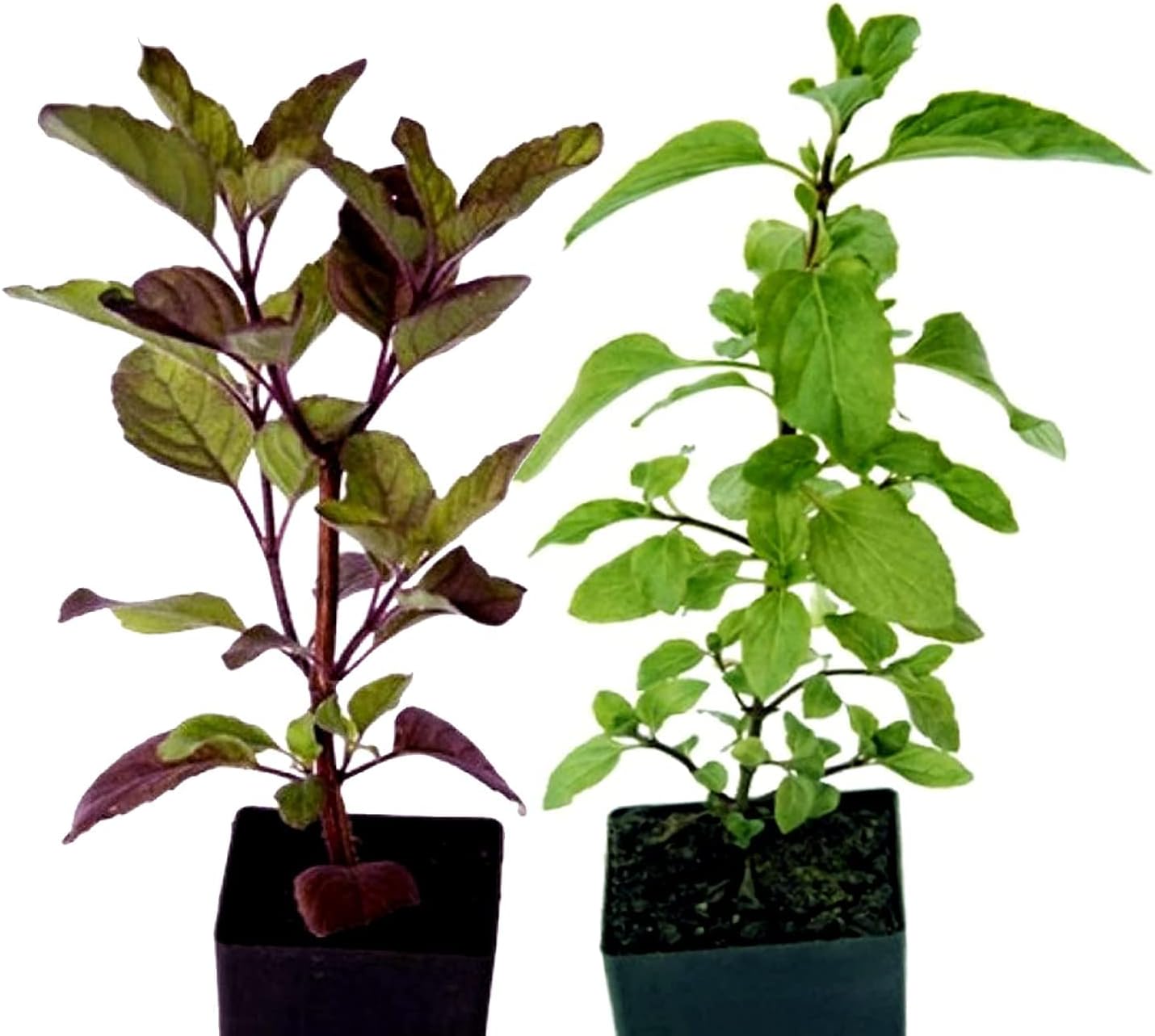 Trendygeens Live Tulsi Plant, Holy Basil with Pot : Amazon.in: Garden ...