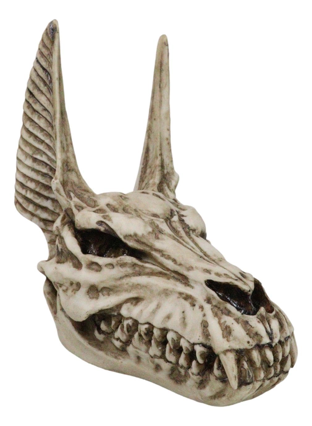 Jackal Skull