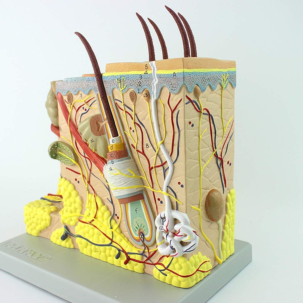 Buy Experimental Teaching Research Tools Anatomical Skin Mode L - 70 X ...