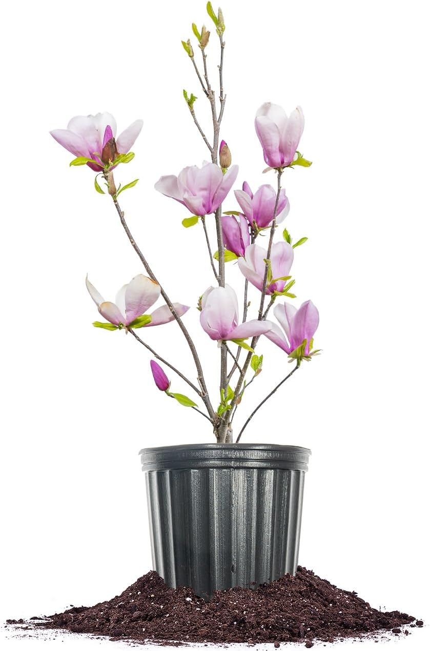 Amazon.com : Jane Magnolia in 3 Gal. Grower's Pot | Beautiful Purple ...