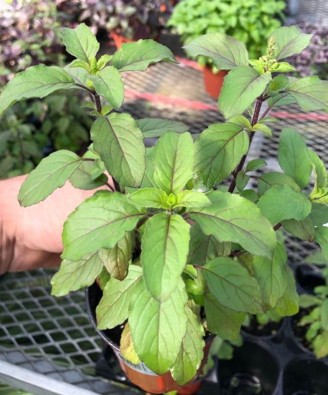 Tulsi Kali TULSI Podha Live Plant Black Tulsi Ayurvedic Tulsi With Pot ...