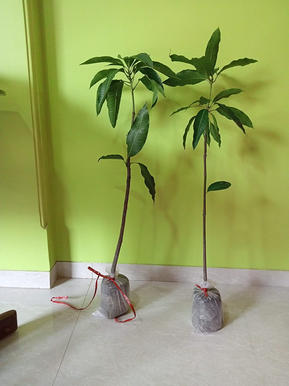 MorningVale Nursery Miyazaki Mango (Eggs of Sun) 2 Feet Japanese Taiyo ...