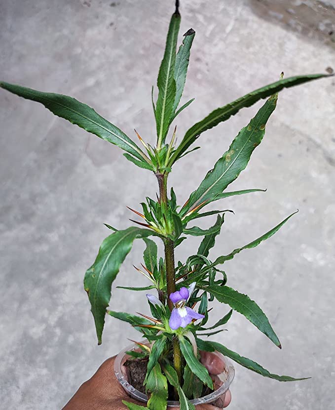 rk Kulekhara Live Plant (Hygrophila Auriculata) Kokilaksha, Branolia ...