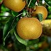 Amazon.com : 2 to 3 Feet Tall, Asian Pear Tree Live Plant, Live Pear ...