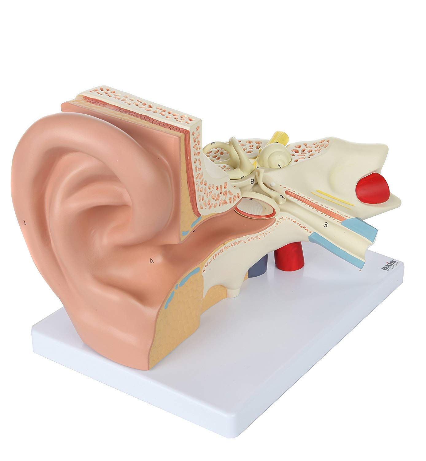 Buy Human Ear Model,6 Times d Human Ear Anatomical Structure Model ...