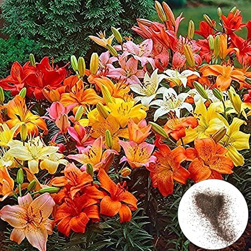 Haloppe 100 Stück Alstroemeria Lilie Blumen Pflanzen Samen für ...