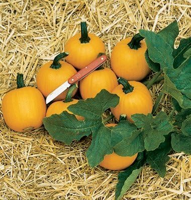 Amazon.com : David's Garden Seeds Pumpkin Mini Wee Be Little 25 Non-GMO ...