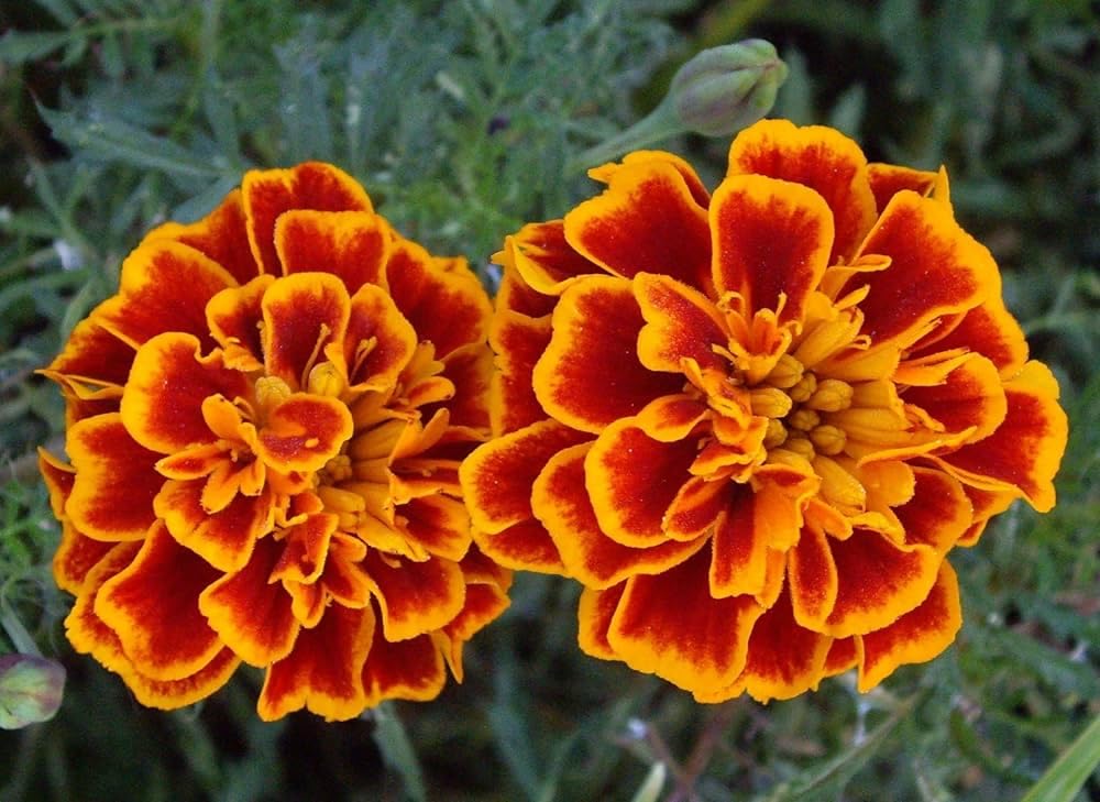 Genda phool live plant (pack of 4) : Amazon.in: Garden & Outdoors