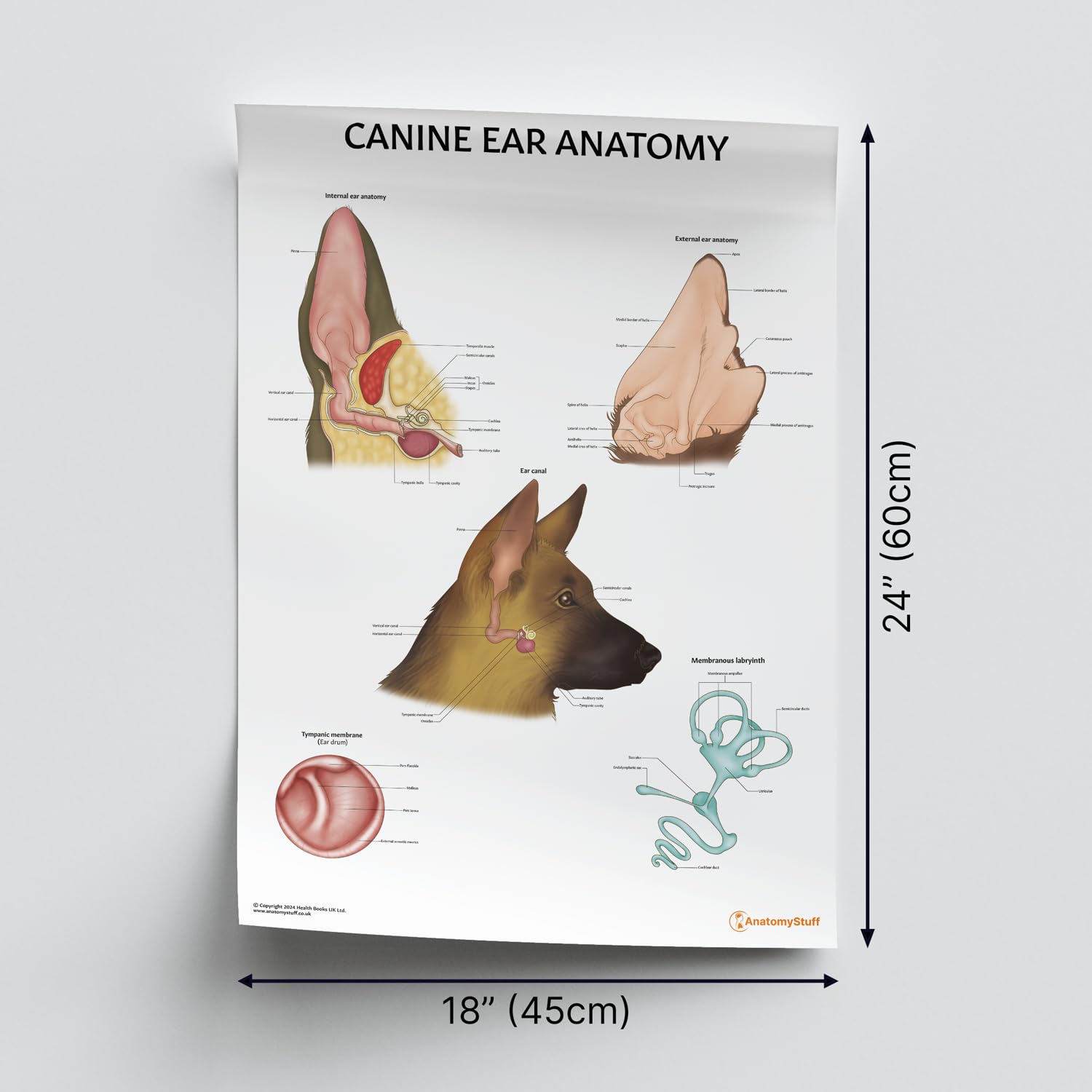 Anatomía Del Oído Canino Músculos Auriculares Vet Anatomy