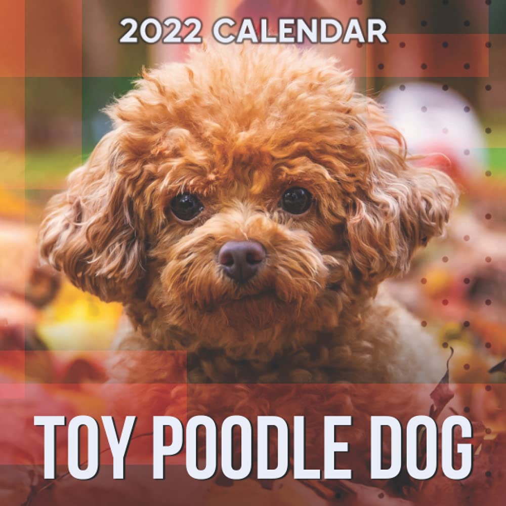 Toy Poodle Dog 2022 Calendar: Bridges, Kathy: 9798469322573: Amazon.com ...
