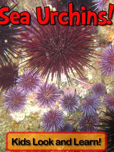 Sea Urchins! Learn About Sea Urchins and Enjoy Colorful Pictures - Look ...
