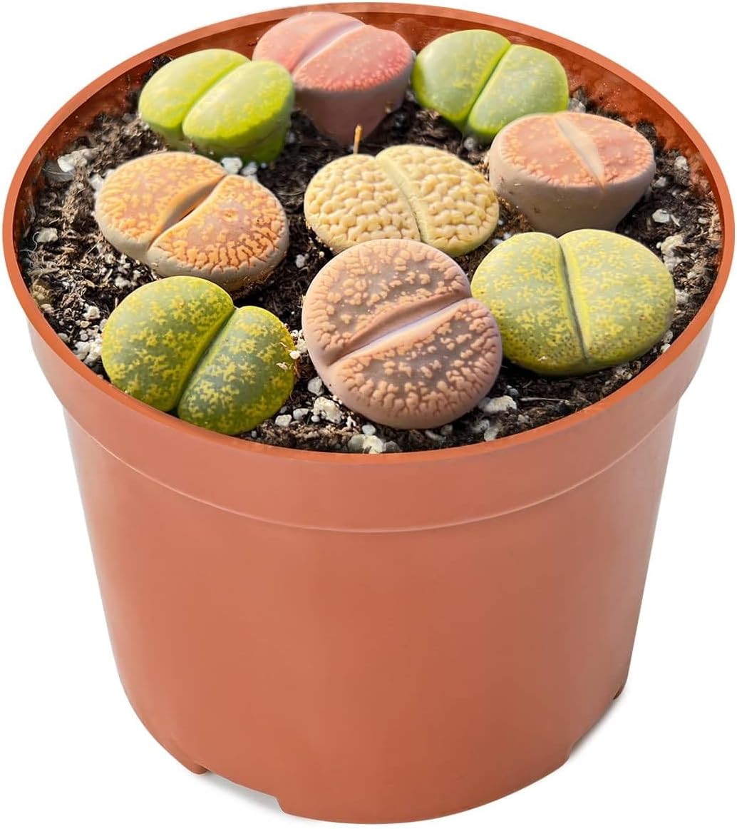 Amazon.com : Multicolor Lithops Live Plants, 20 Mix Lithops Succulents ...