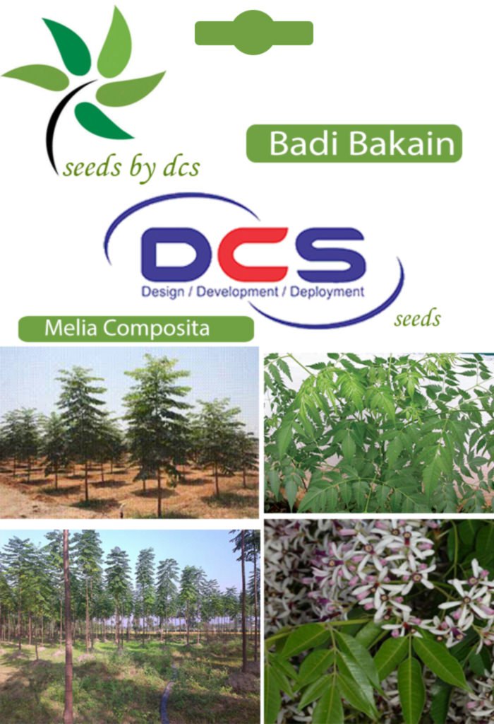 DCS Badi Bakain Tree Seeds (White) : Amazon.in: Garden & Outdoors
