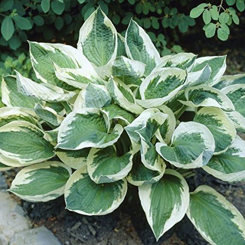 HOSTA Plant (Live Plants/Root) Shade Loving Plant,Low Growing,Zone 4-8 ...