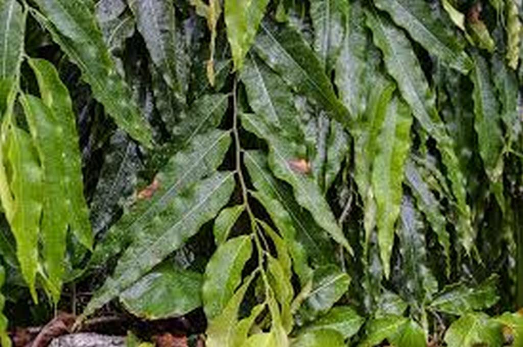 Buy OhhSome False Ashoka (Monoon Longifolium) Polyalthia Longifolia ...