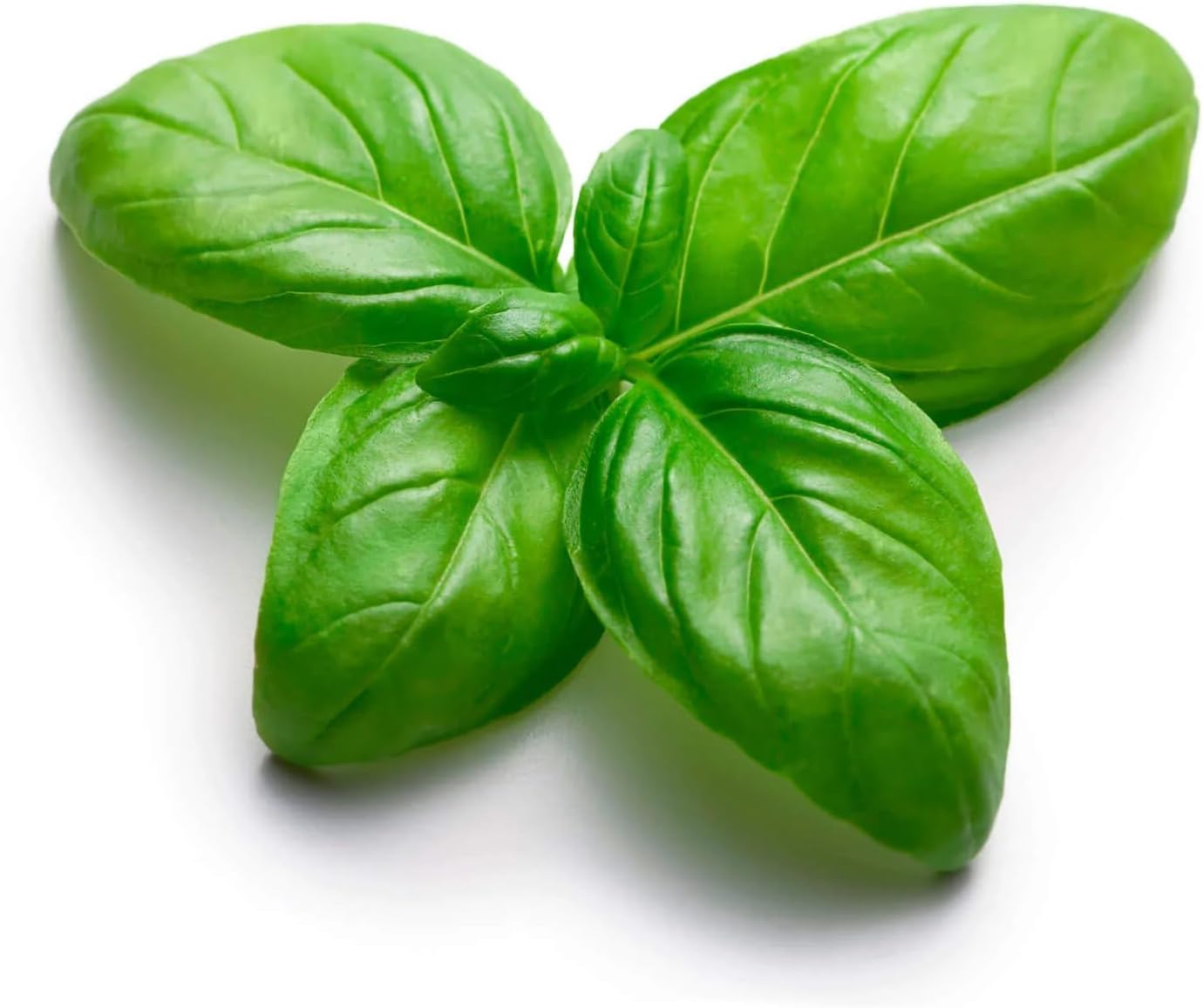 BASILICO GENOVESE 270 SEMI foglia larga PESTO LIGURE Basil pianta erba ...
