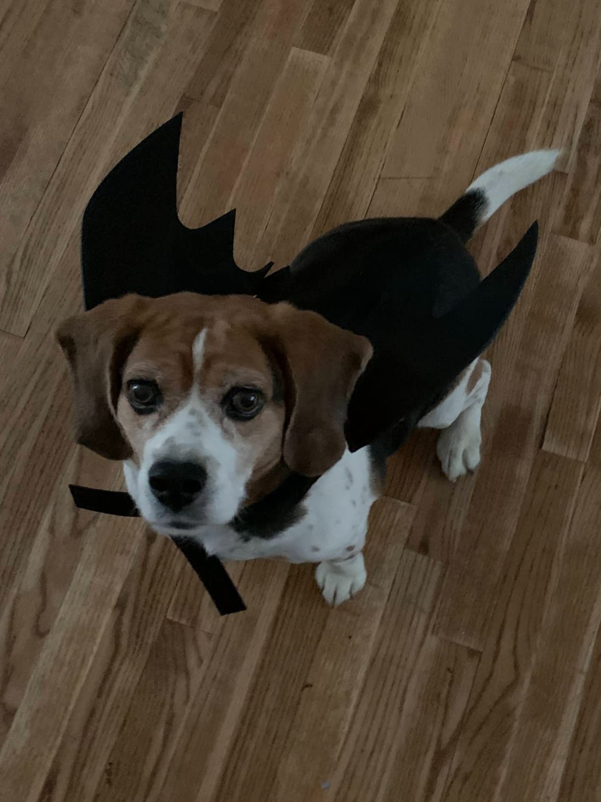 $1/mo - Finance Halloween Costumes for Dogs, Bat Wings for Pets, Cute ...