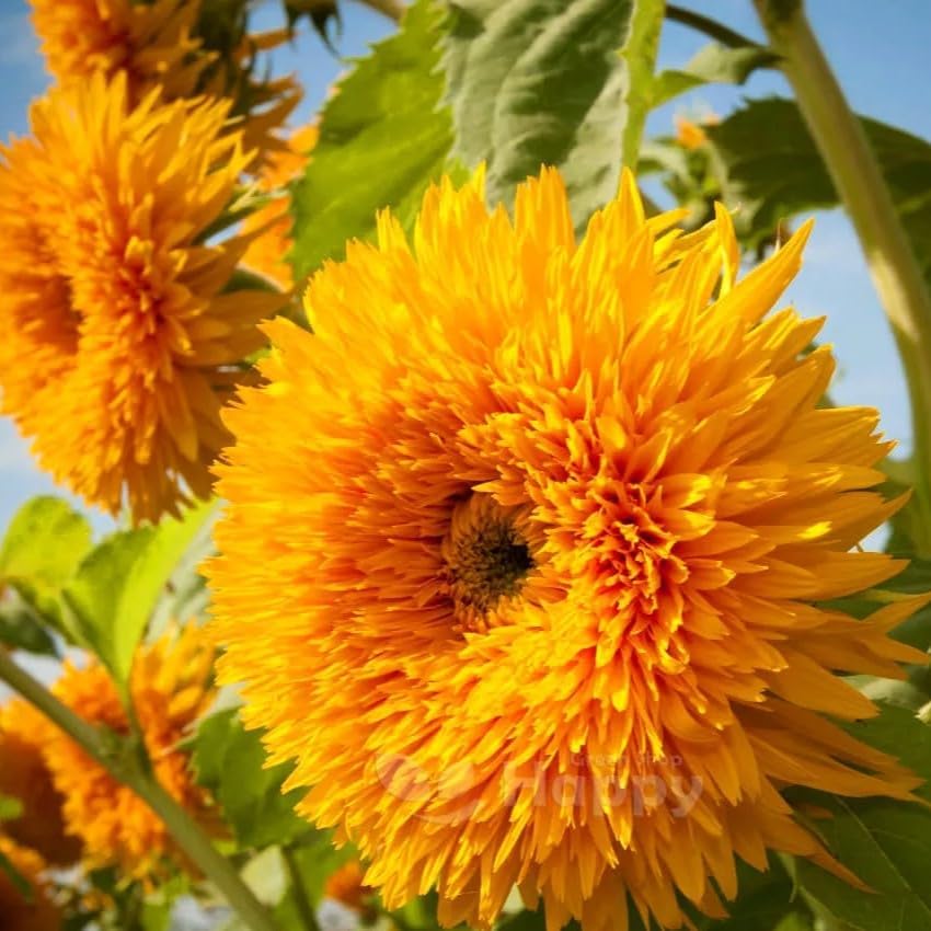 Dwarf Sunflower - Teddy Bear - 35 Seeds + Plant tag + Freebie ...