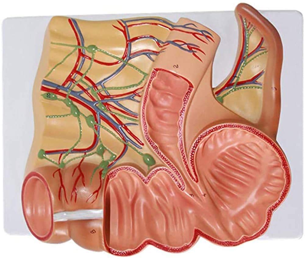 Appendix Model Labeled