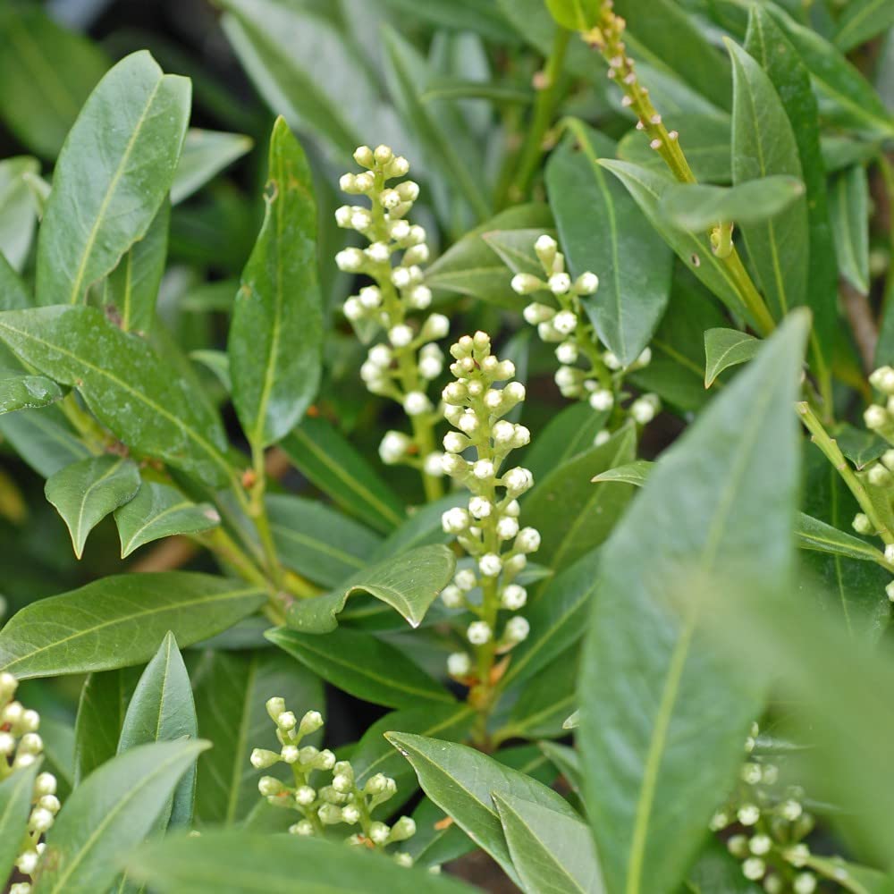 Cherry Laurel Plant Prunus laurocerasus 'Otto Luyken' White Blooms ...