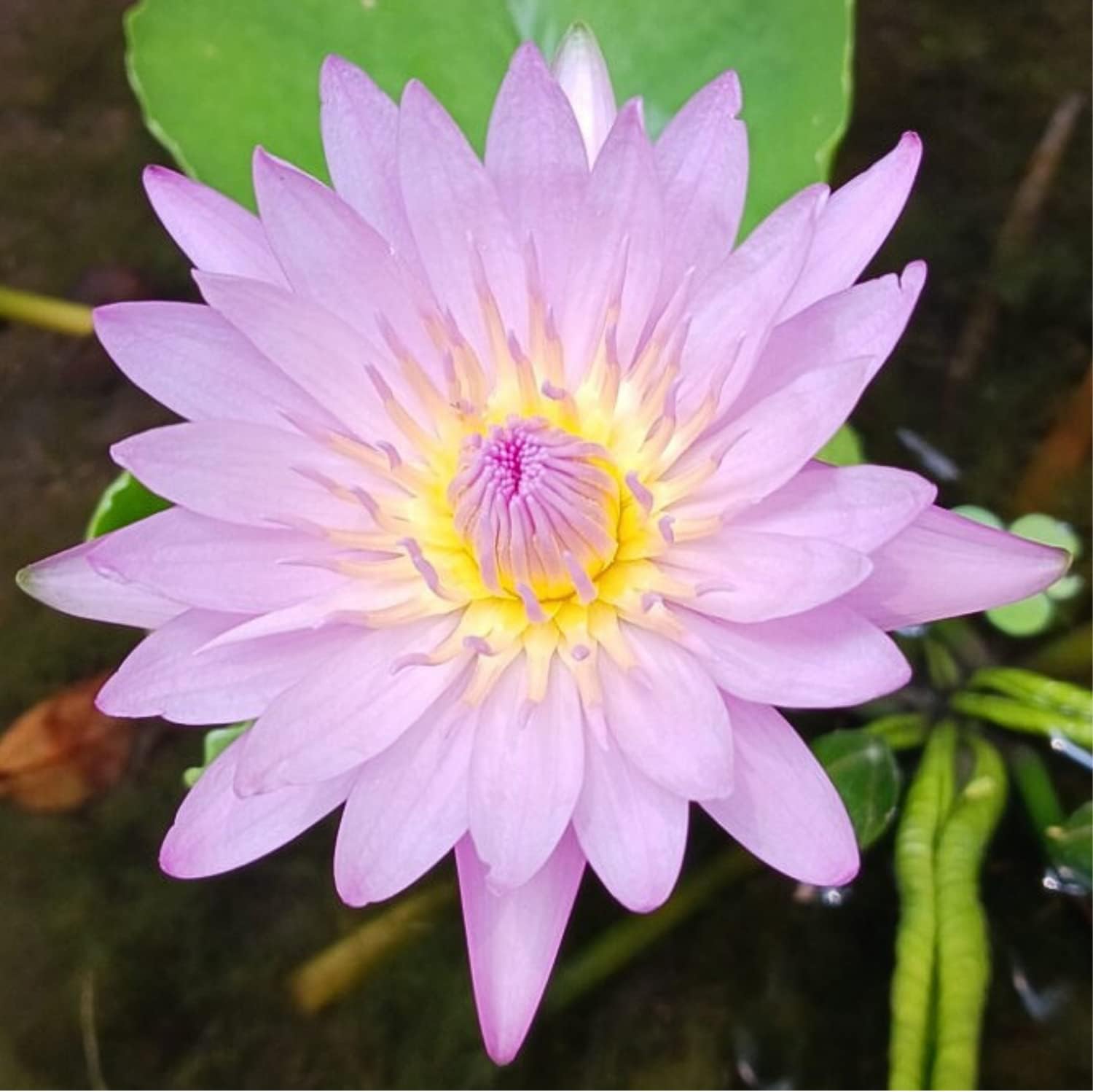 Amazon.com : Mainam Mix Colorful Tropical Water Lily Tuber Live ...