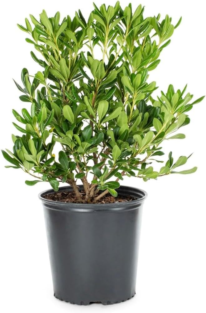 Amazon.com : Green Pittosporum 3 Gallon by UPlant : Patio, Lawn & Garden