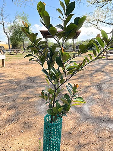 Snapklik.com : Smart Spring Plant And Tree Guard Protector; Wrap Tall ...