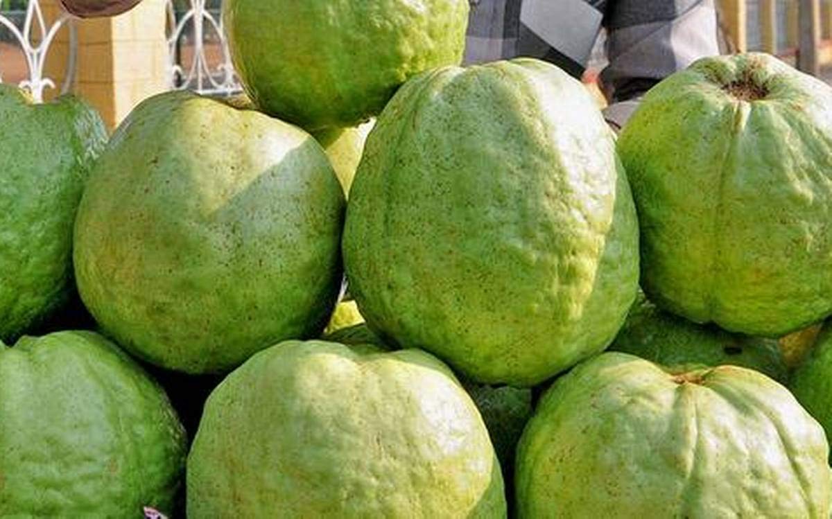 Royal Paradise Garden Rare Kilo (KG) Guava Live Layering Plant : Amazon ...