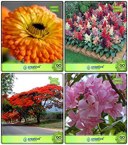 Buy Creative Farmer Seeds Garden Combo Tree Seeds : Flame Tree, Nerium ...