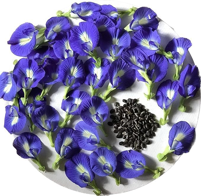 Butterfly Pea Aprajita Flower Plant Seed Shankupushpam Organic seeds ...