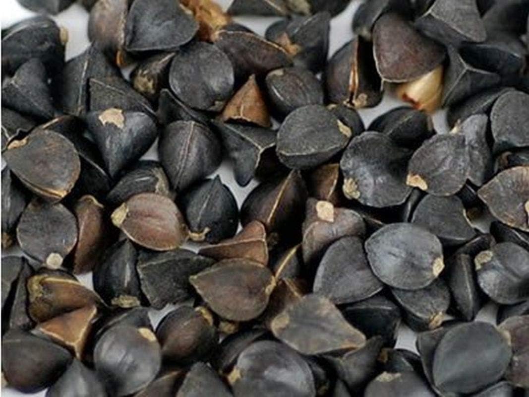 Amazon.com : Buckwheat Seeds - High in Protein and Fiber,- Powerhouse ...