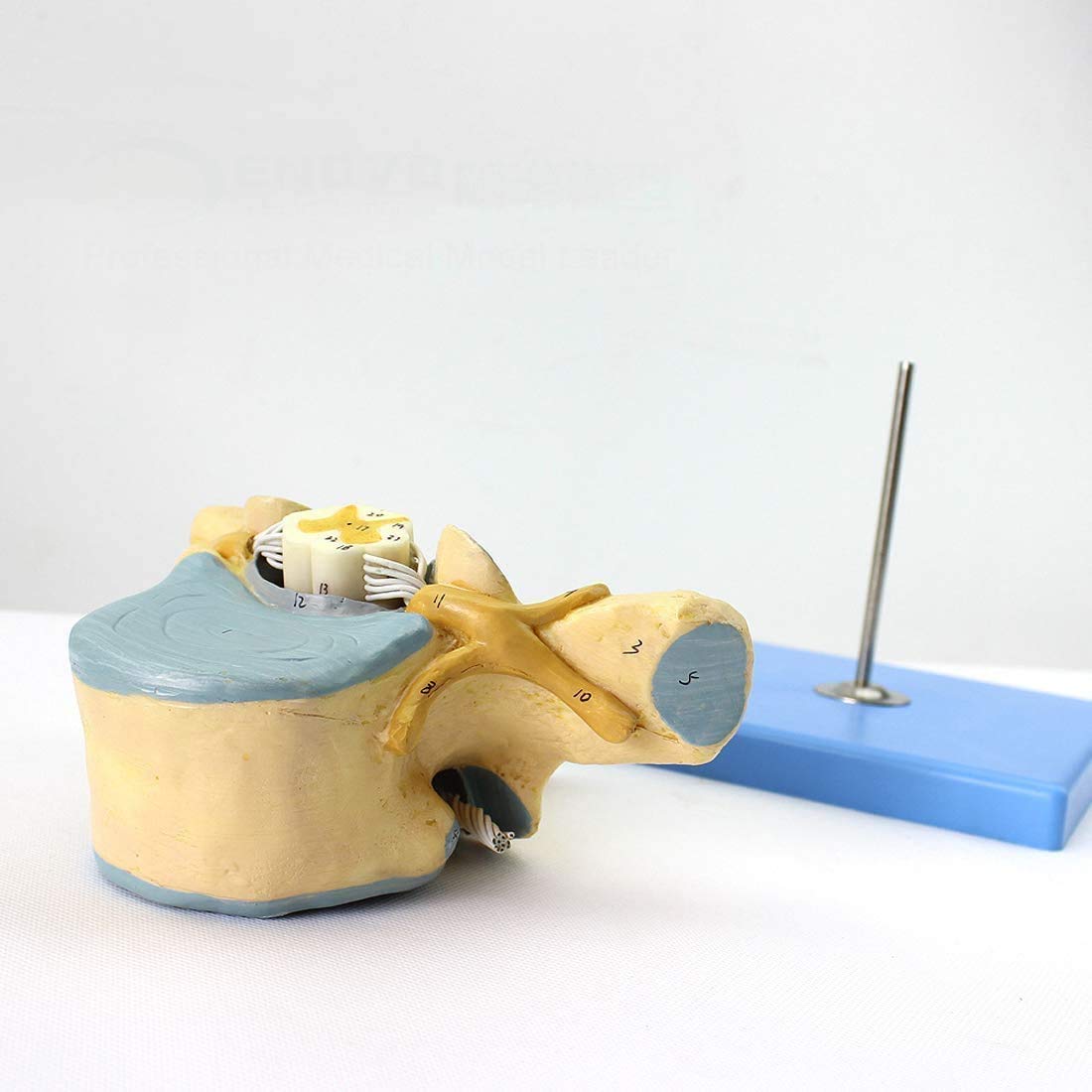 Buy Educational Model Human Skeleton Model Thoracic Spine With Spinal ...