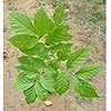Rare Sagwan Teak Wood Tree (सागौन) Live Plant Pack of 1 for Home Garden ...
