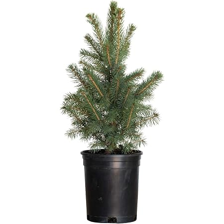 Amazon.com : Montgomery Dwarf Colorado Blue Spruce - Grows Only 4 feet ...