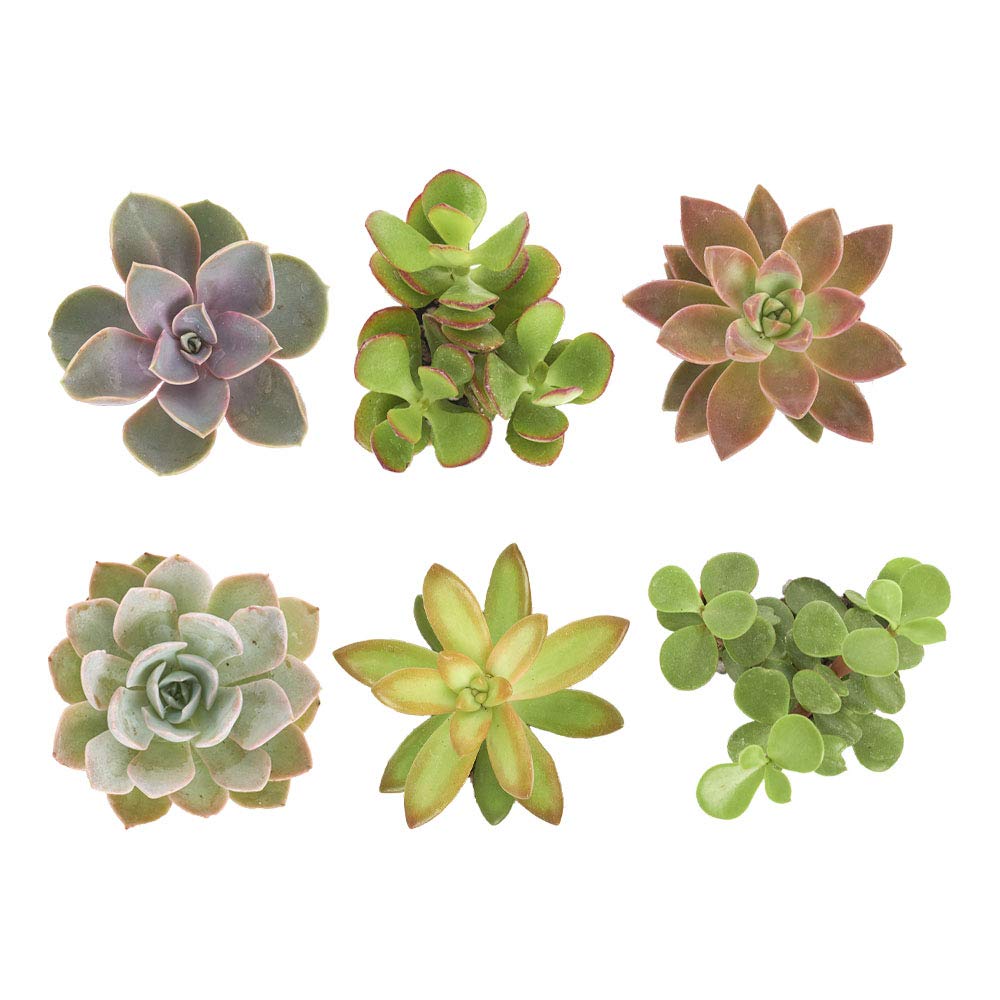 Amazon.com : Shop Succulents Assorted Succulent Plant Pack Collection ...