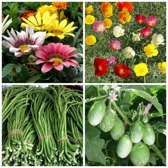 SimXotic Seeds Combo of Lobia Cowpea, Poppy California Flowers, Gazania ...