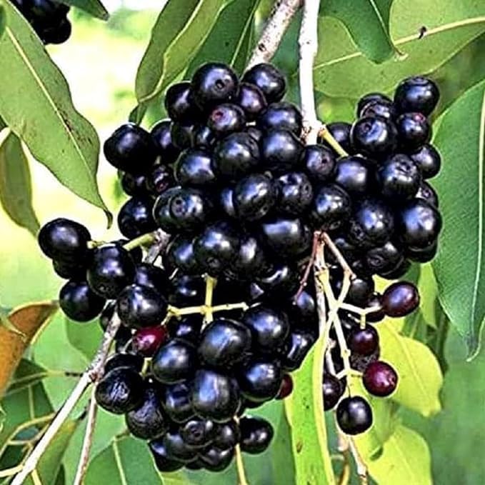 AP GARDEN Ambolan Java Plum Black Plum Black Jamun Syzygium Cumini ...