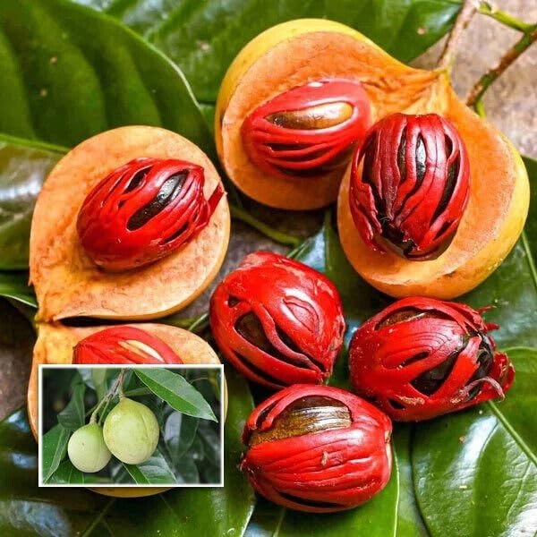 ASNOGMULDA Nutmeg Jayfal Live Plant | Myristica Fragrans Medicinal ...