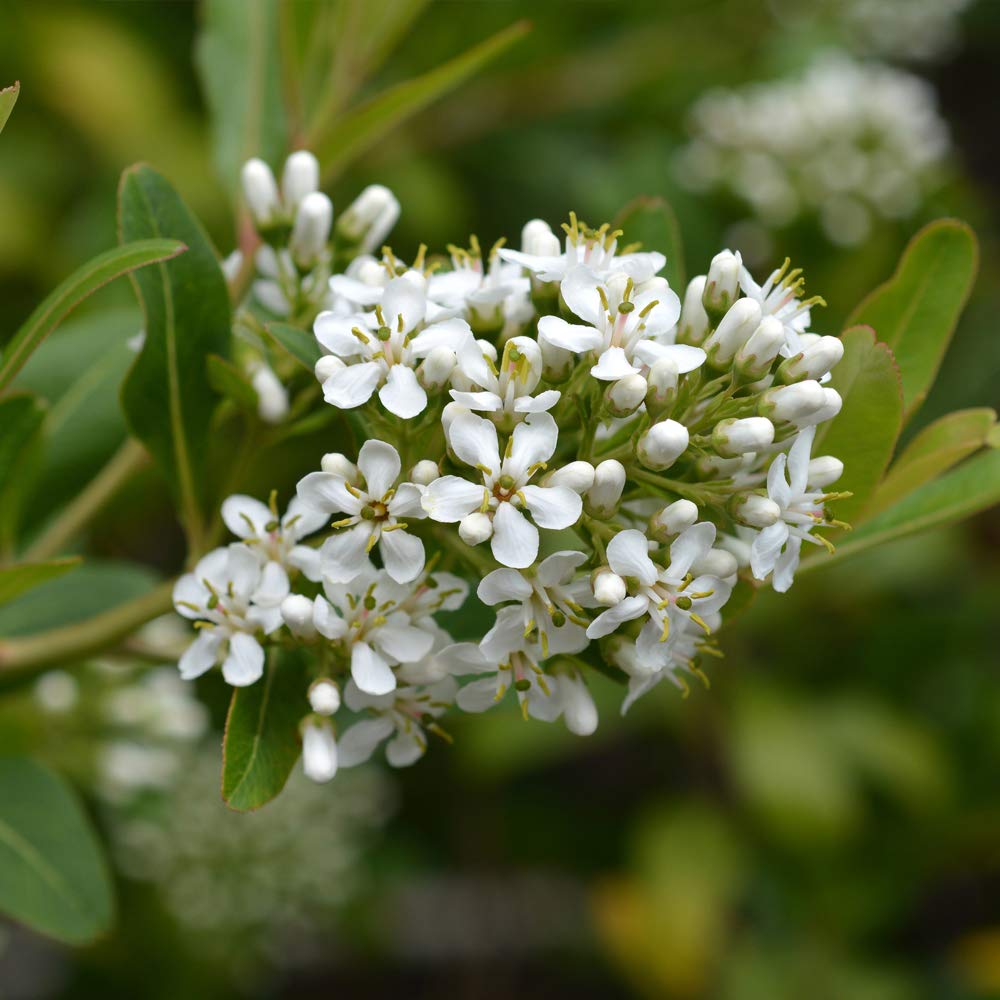 Hardy Flowering Shrub, Escallonia ‘Iveyi’, Evergreen Potted Garden ...